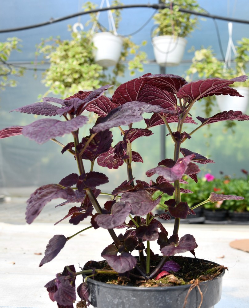 Coleus (Plectranthus scutellarioides) – Plantă ornamentală cu frunze colorate